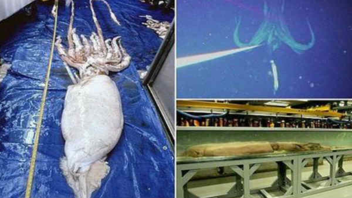 Forget the giant squid: Scientists say there could be school bus-sized ...
